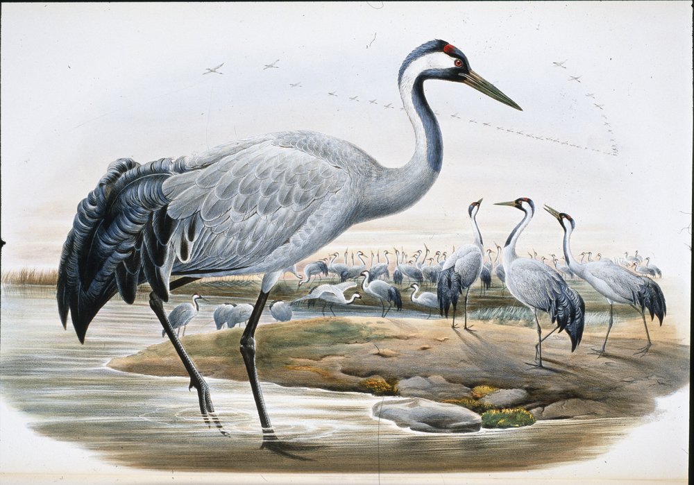 Jeřáb obecný (Grus Cinerea0 (ručně barvený litho)